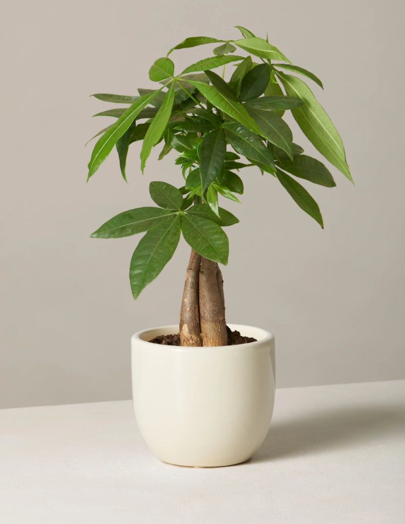 How to Grow Your Bonsai Money Tree - The Dirt Doctors