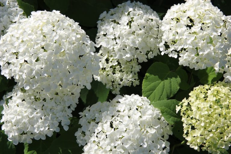 White Hydrangeas: Varieties, Companions, Watering and Sunlight
