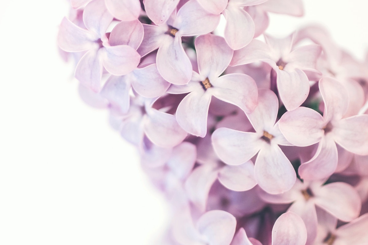 Enchanting Elegance: Nurturing Your White Lavender Plant - The Dirt Doctors