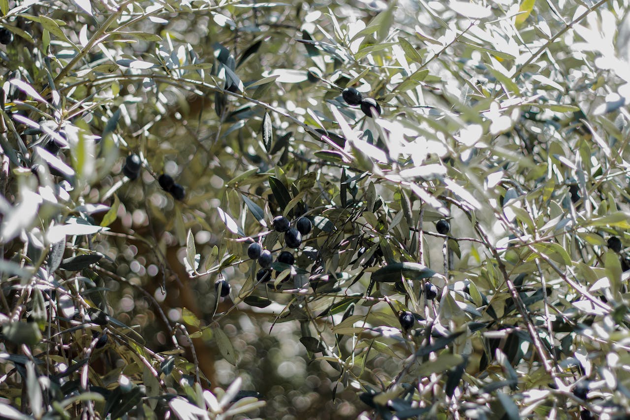 Tips for Taking Care of a Black Olive Tree - The Dirt Doctors